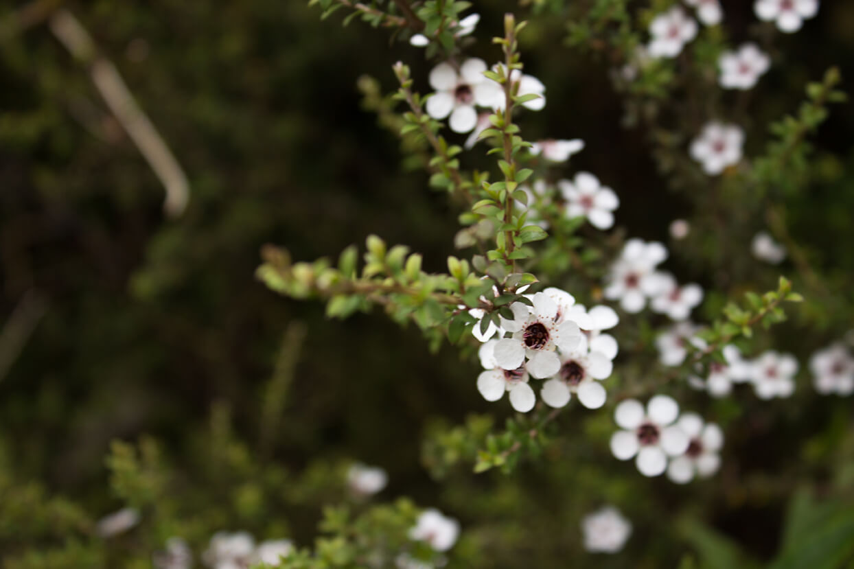 Home » The Manuka Collective